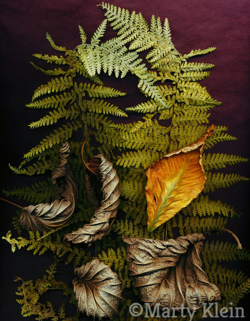 Category: Scanography 2 - Marty Klein Art